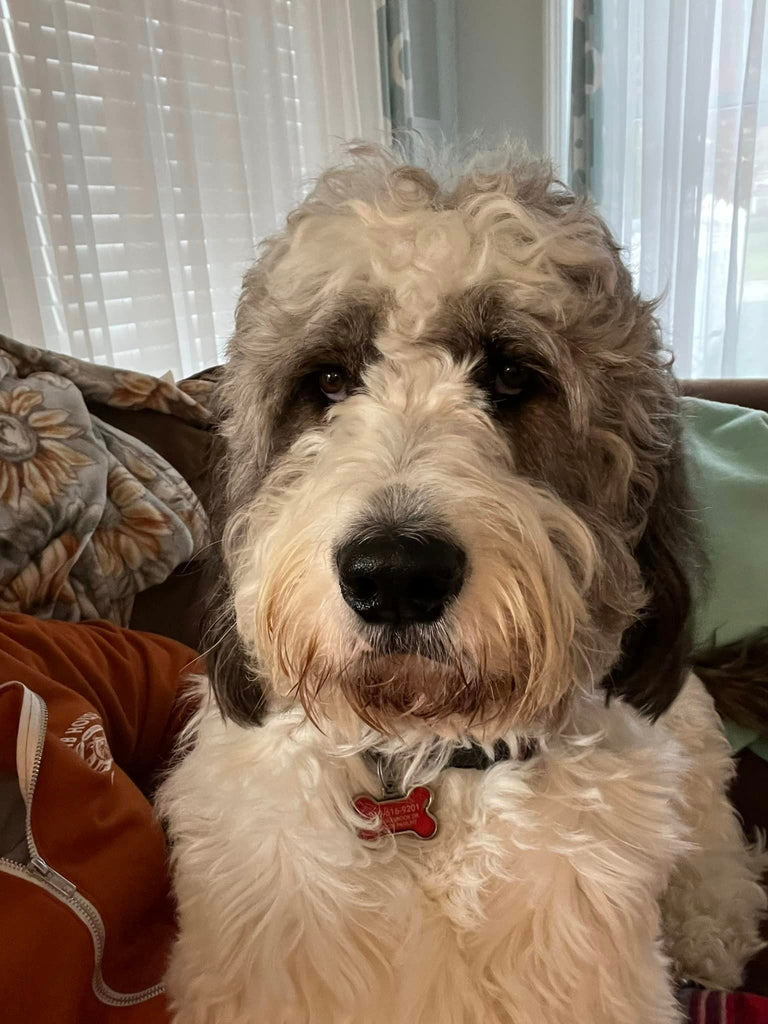 The Top 5 Essential Tips to Keep Your Doodle Dog Healthy – Barking Doodle