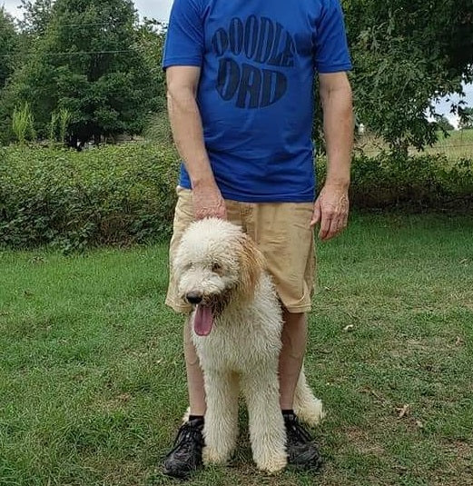 How to train a Goldendoodle or Labradoodle – Barking Doodle