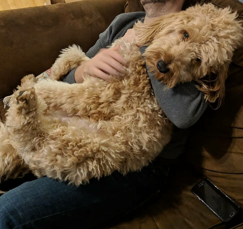 Top 10 signs you are a Doodle Dad! – Barking Doodle