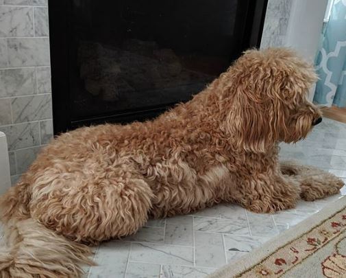 Celebrity Goldendoodle Owners. I never knew they owned a Doodle ...