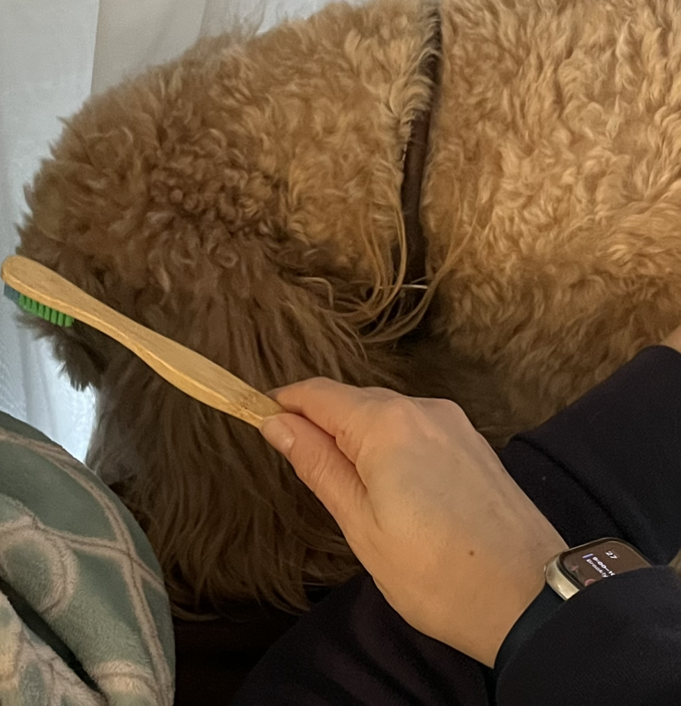 How to brush your Doodle's teeth! – Barking Doodle